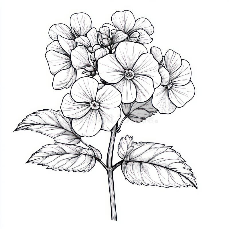 A Heliotrope, Line Pattern, Black and White Artwork Style. Coloring ...