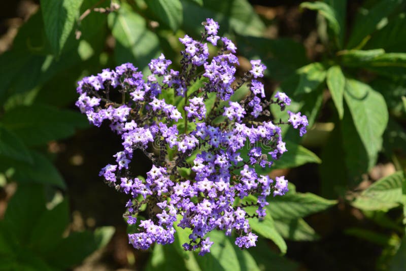 Heliotrope Marine stock image. Image of flower, purple - 124594399