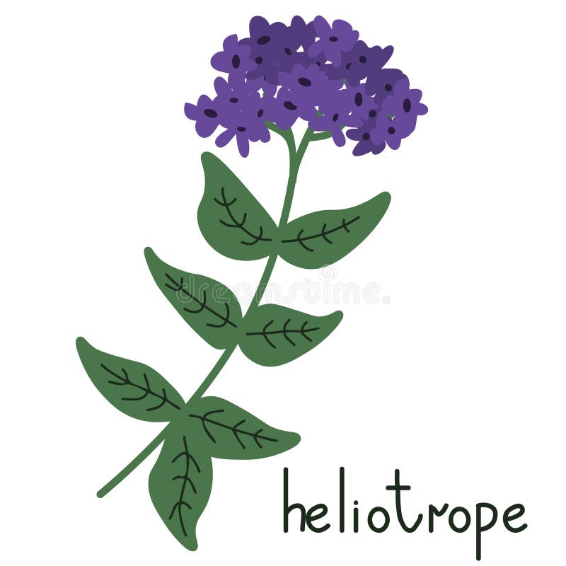 Heliotrope Vector Illustration Stock Vector - Illustration of botanical ...