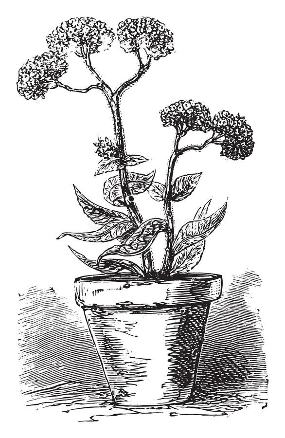Heliotrope, Vintage Engraving Stock Vector - Illustration of ...