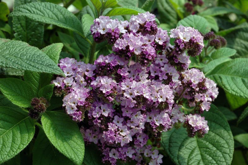Heliotropium arborescens stock image. Image of bloom, mauve - 931329