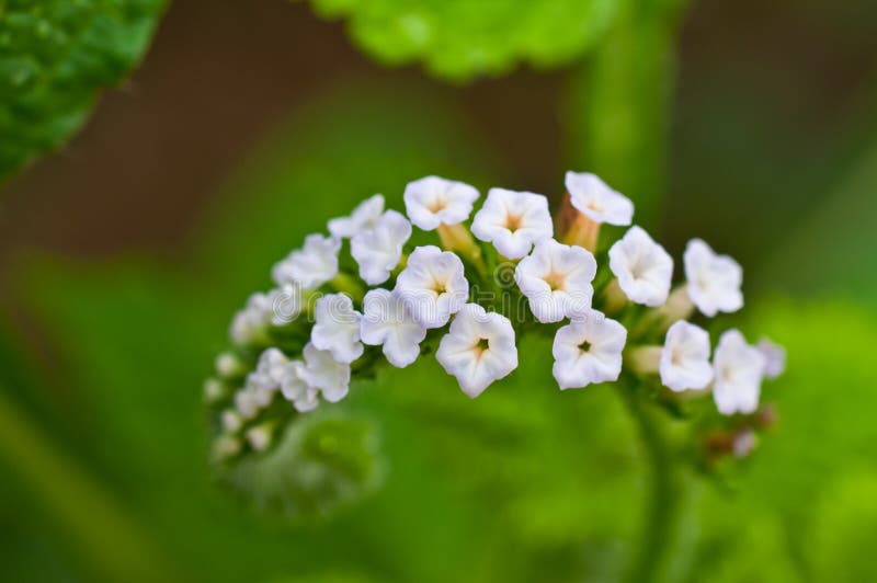 Heliotropium indicum stock photo. Image of lagoon, herb - 25389432