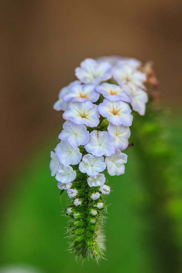Flower Heliotropium Indicum or Indian Heliotrope on Field Stock Photo ...