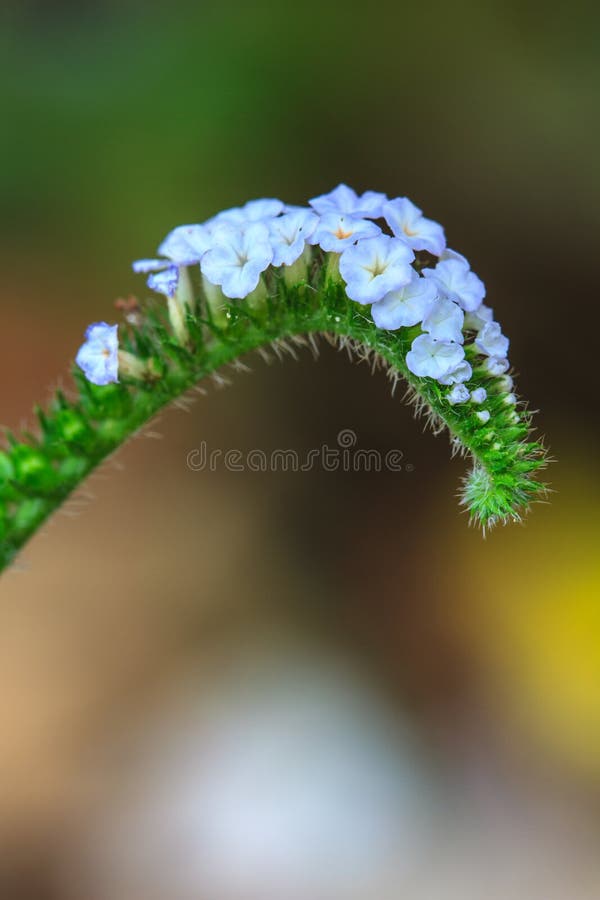 Flower Heliotropium Indicum or Indian Heliotrope on Field Stock Photo ...