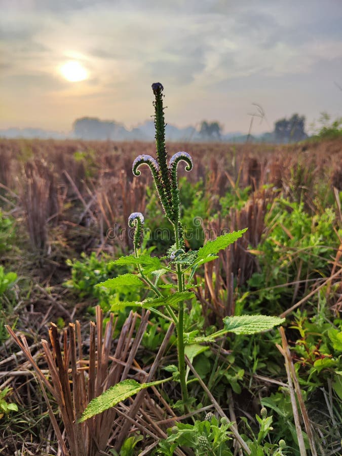 Heliotropium Indicum, Indian Turnsole or Heliotropium Indicum Plant on ...
