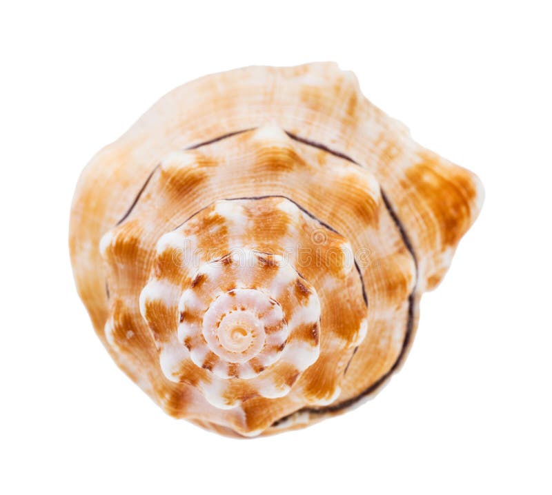 Conch of Sea Snail Isolated on White Stock Photo - Image of muricidae ...