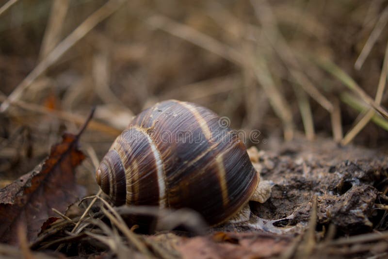 Helix lucorum. stock image. Image of macro, cameo, gastropoda - 83018881