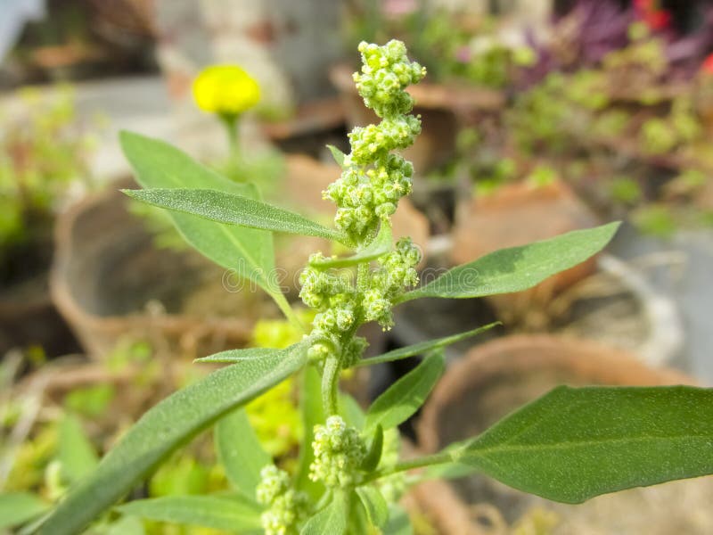Helix Pattern in Plants in Natural Stock Image - Image of damp, garden ...