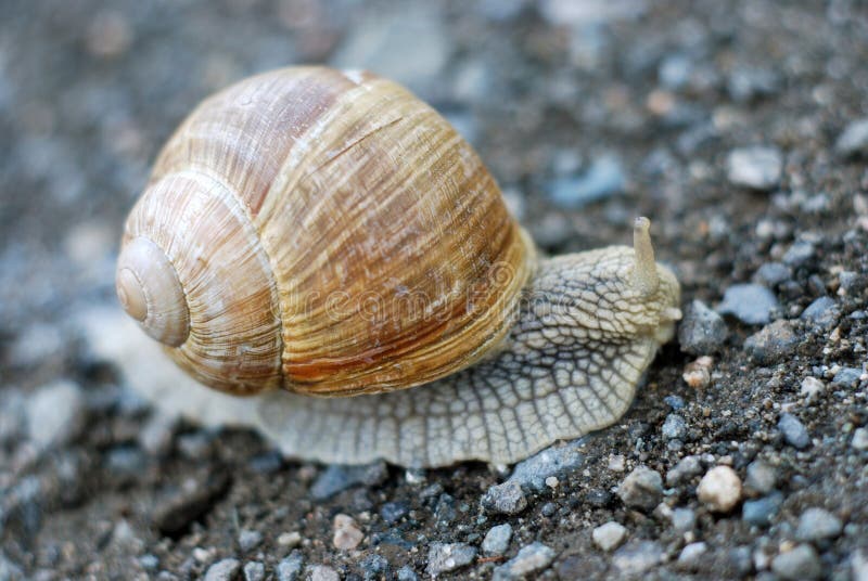 Helix pomatia stock image. Image of helix, terrestrial - 13285717