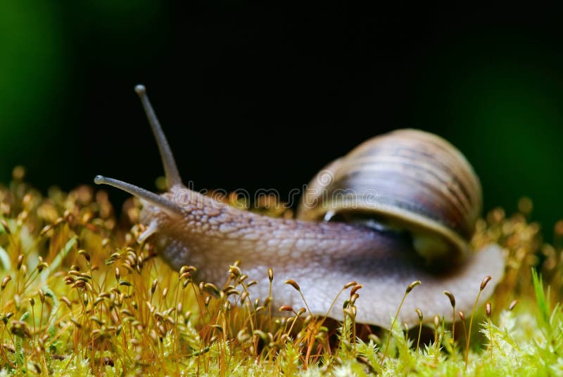 (Helix Pomatia) Edible Snail Macro Stock Image - Image of outdoor, leaf ...