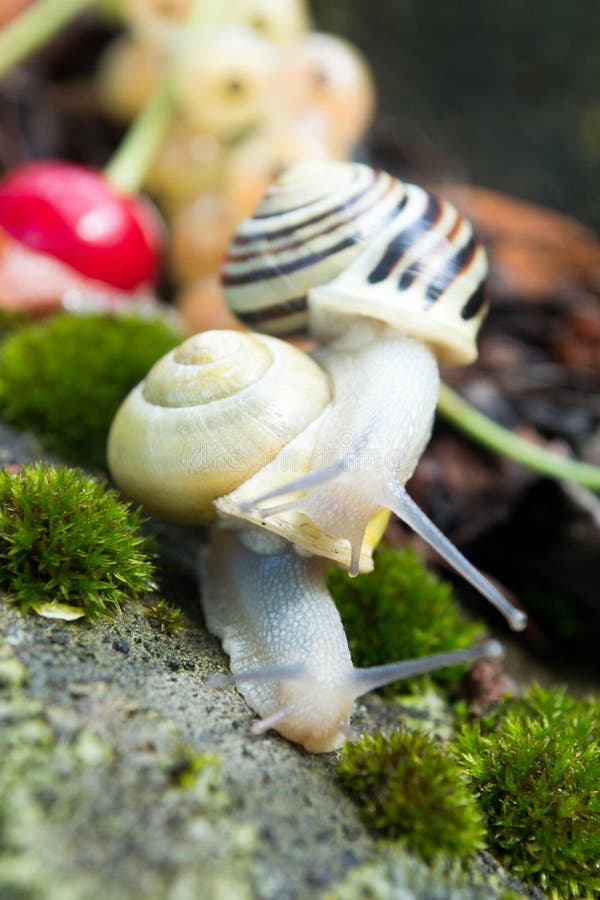 Helix Pomatia Edible Snails in Forest Stock Image - Image of french ...