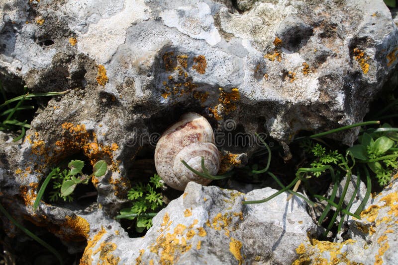Helix Pomatia. Snail Shell among the Cliffs. Lives that Sleep and Grow ...