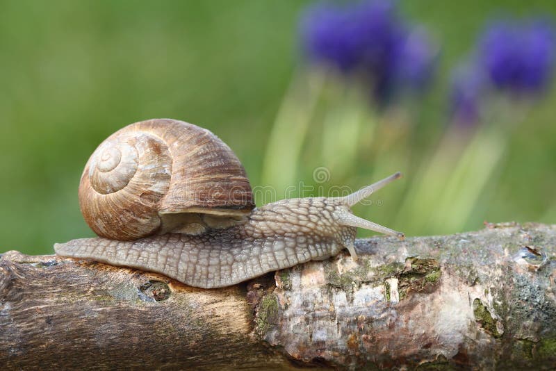 Helix pomatia stock photo. Image of pomatia, snail, detail - 54249520
