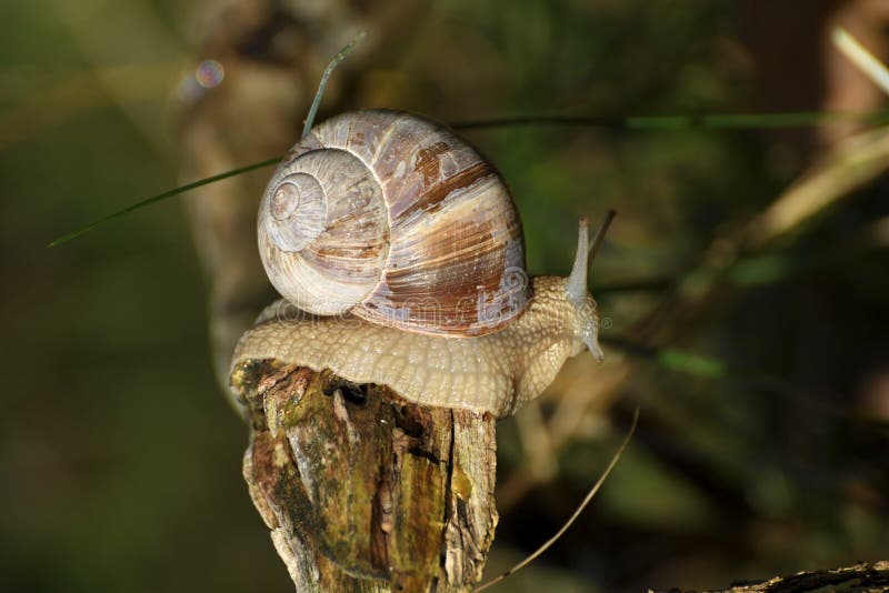 Helix pomatia stock image. Image of snail, pomatia, helix - 78571819