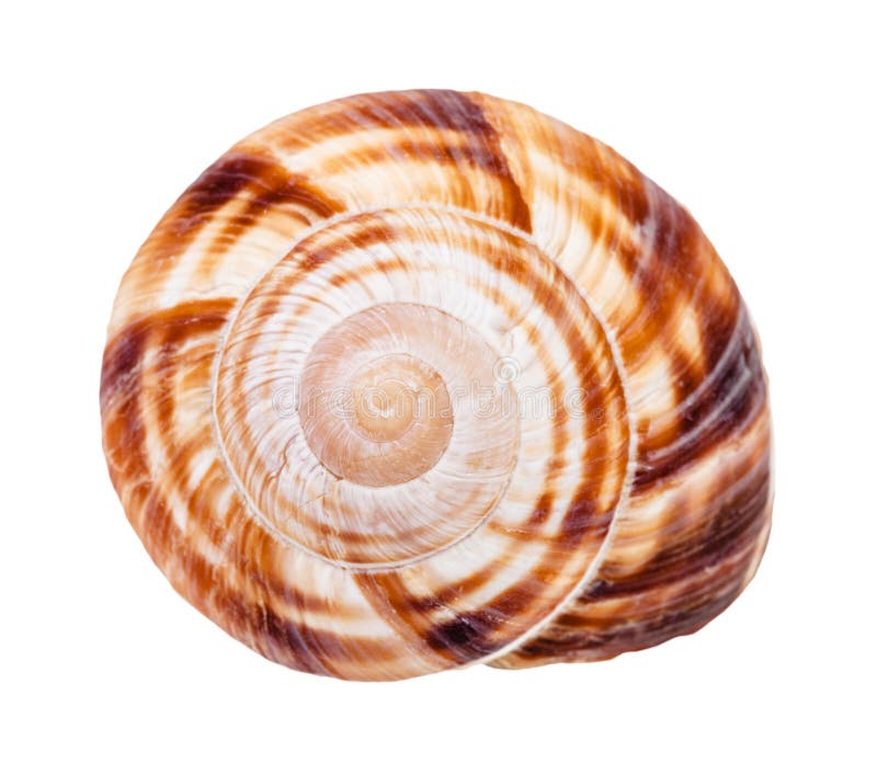 Helix Shell of Nautilus Mollusc Isolated on White Stock Photo - Image ...