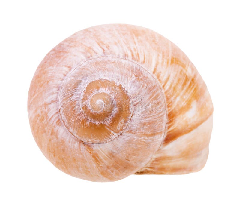 Helix Shell of Nautilus Mollusc Isolated on White Stock Photo - Image ...