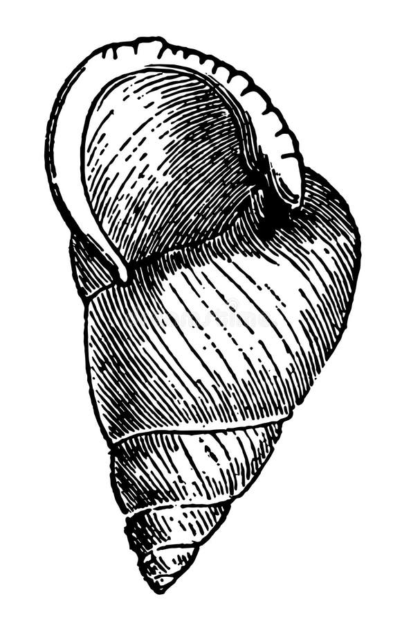 Drawing Classification Stock Illustrations – 668 Drawing Classification ...