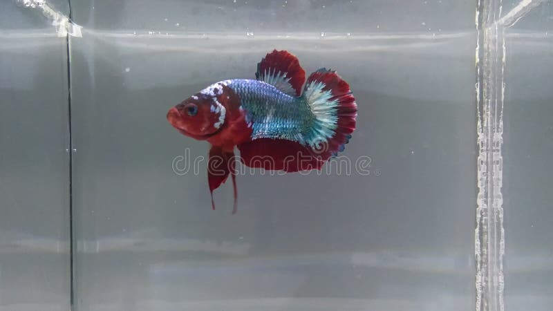 Hell Boy Betta Fish are Bright Red Stock Photo - Image of seafood ...
