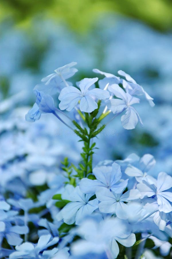 Hellblaue Blume – Bleiwurz stockfoto. Bild von wildblumen - 35984426