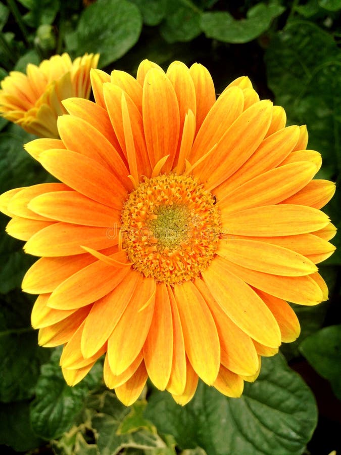 Helle Gelbe Gerbera Germini Blume Stockbild - Bild von nektar, pflanzen ...