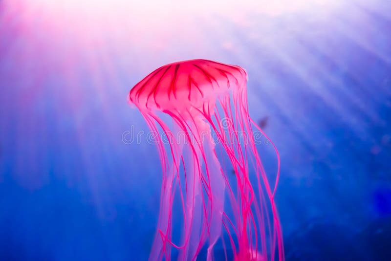 Helle rote Quallen stockfoto. Bild von tentakel, strom - 65460576