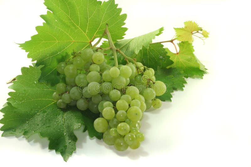 Helle Trauben stockbild. Bild von botanik, herbst, trauben - 15265935