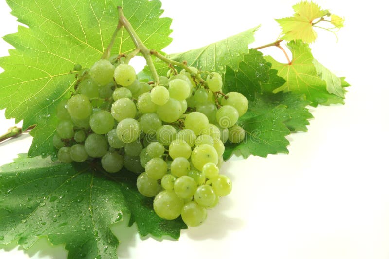 Helle Trauben stockfoto. Bild von jahreszeit, bunt, rebe - 16497644