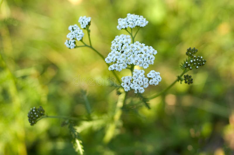 Helle Weiße Feldblume (Garbe, Schafgarbe). Stockbild - Bild von sommer ...