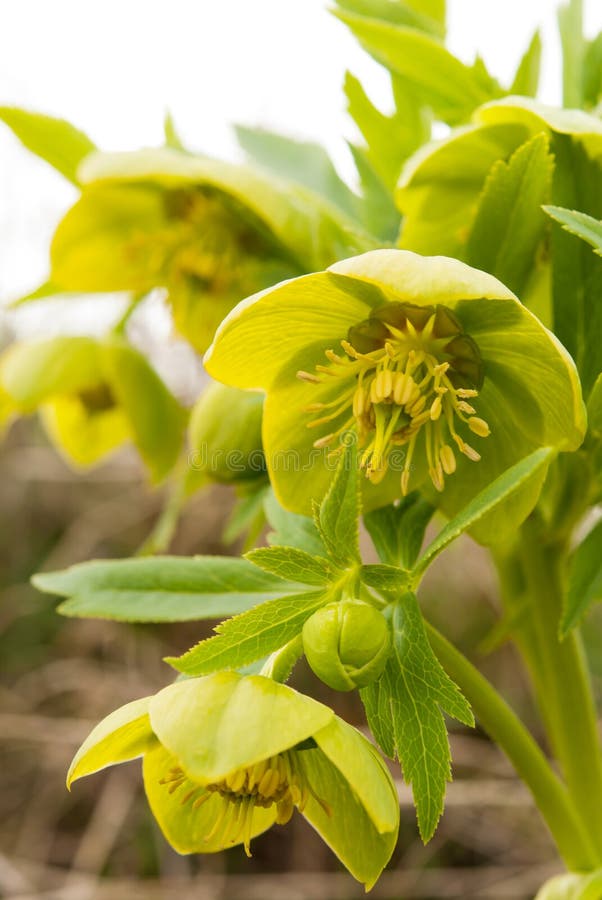 Hellebore stock photo. Image of garden, spring, hellebore - 24102870