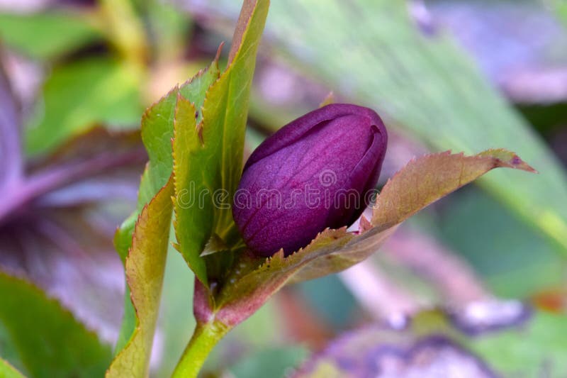 Lenton Rose Hellebore Bud with Leaf 02 Stock Photo - Image of perennial ...