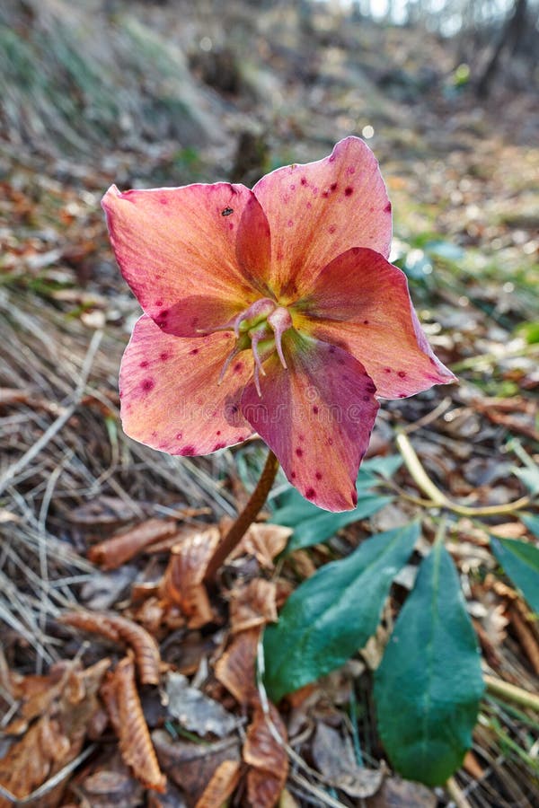 Hellebore stock photo. Image of macro, poison, hellebore - 49318582