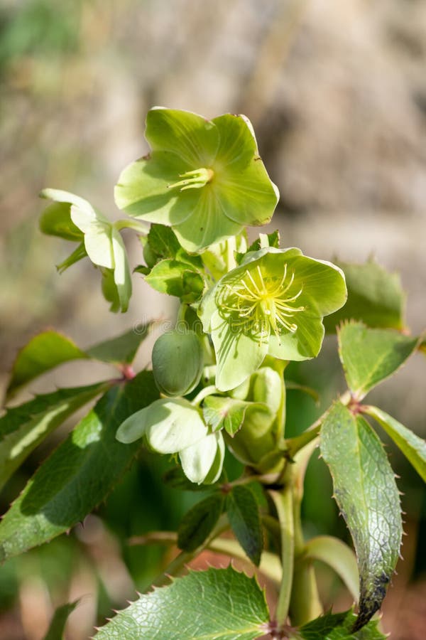 Hellebore flowers stock photo. Image of flower, fresh - 270213182