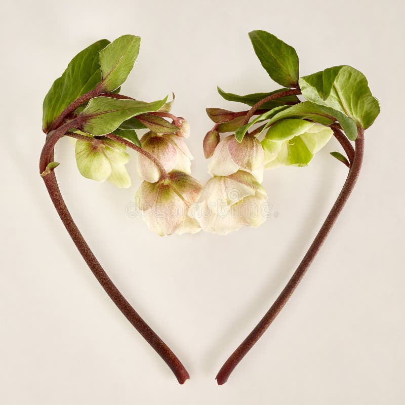 Hellebore Heart 02 stock photo. Image of card, beauty - 181714044