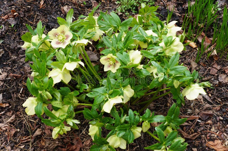 The Hellebore Yellow Lady Flowers at Full Bloom Stock Image - Image of ...