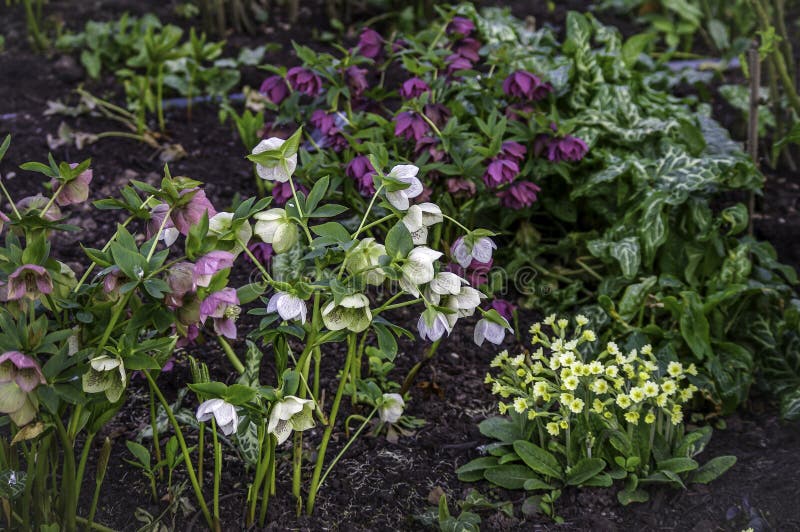 Hellebores and primulas stock photo. Image of garden - 49146290