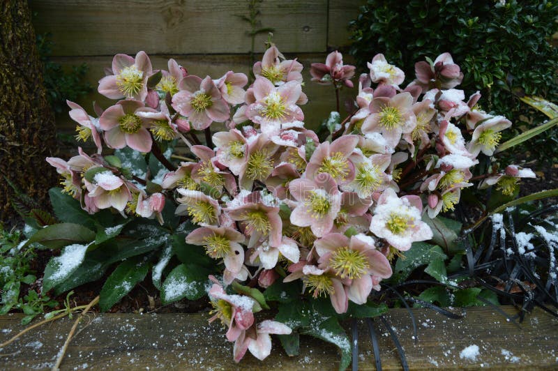 Helleborus in snow stock image. Image of bunch, decorative - 112337995