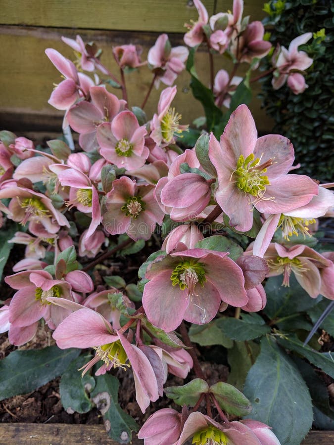 Helleborus imagen de archivo. Imagen de eléboro, invierno - 104598543