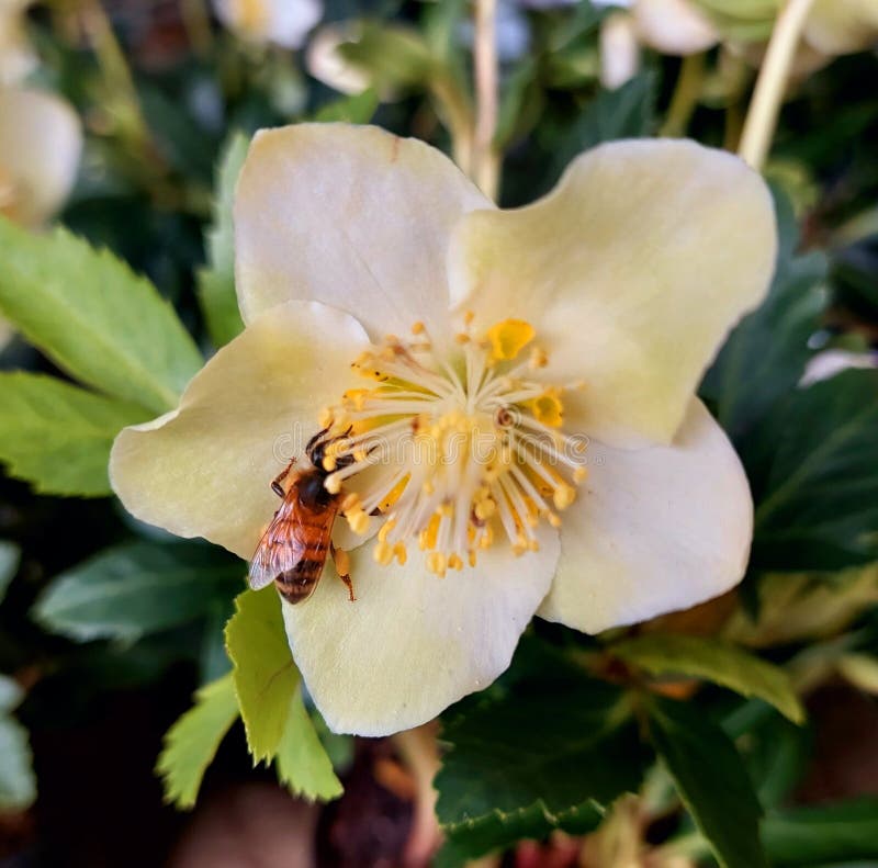 Helleborus Orientalis Flowering Plants Stock Image - Image of blossom ...
