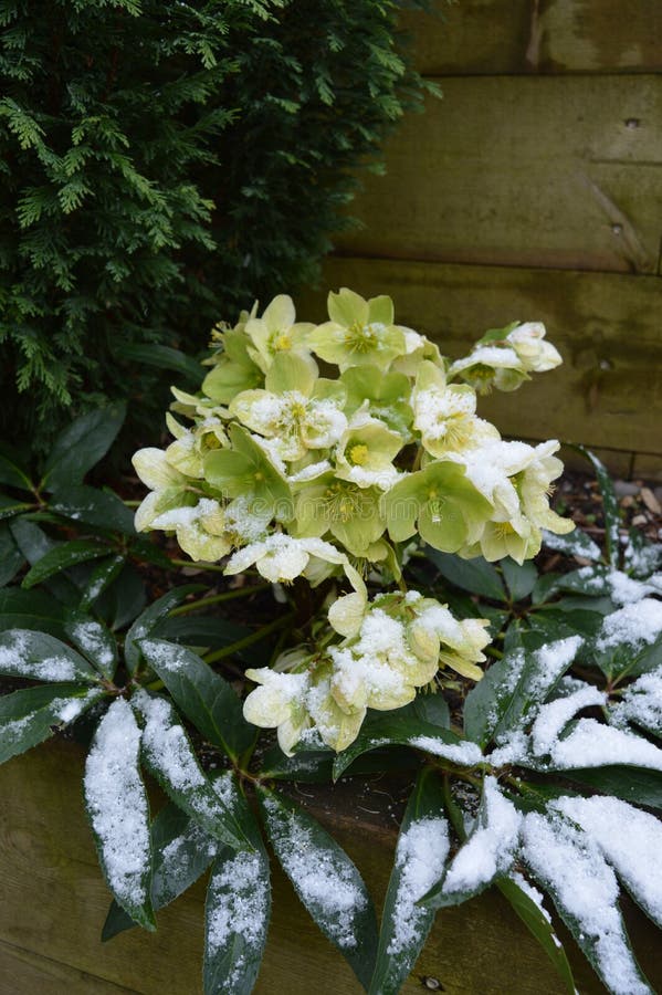 Helleborus in snow stock image. Image of anther, sepal - 112337955