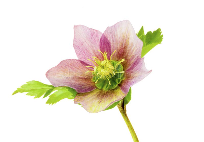 Helleborus stock photo. Image of background, helleborus - 51381164