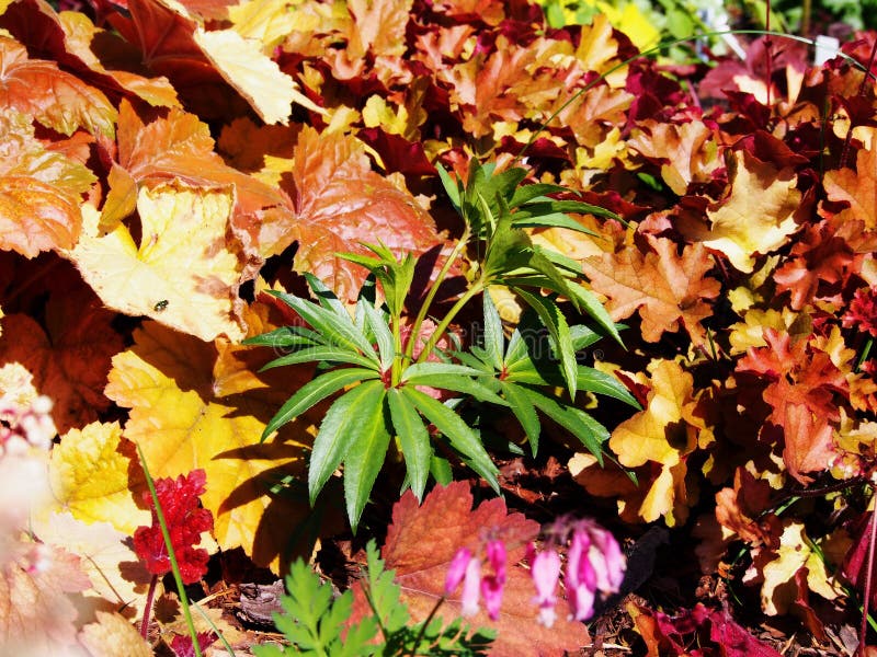 Helleborusfoetidus Wester Flisk En Heuchera Stock Afbeelding - Image of ...