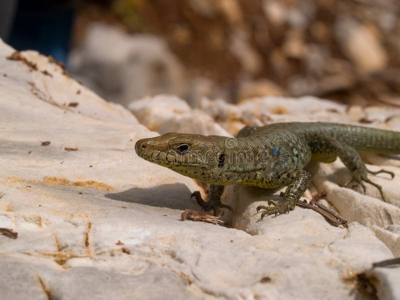 Hellenolacerta Greaca, Greek Rock Lizard Stock Image - Image of reserve ...
