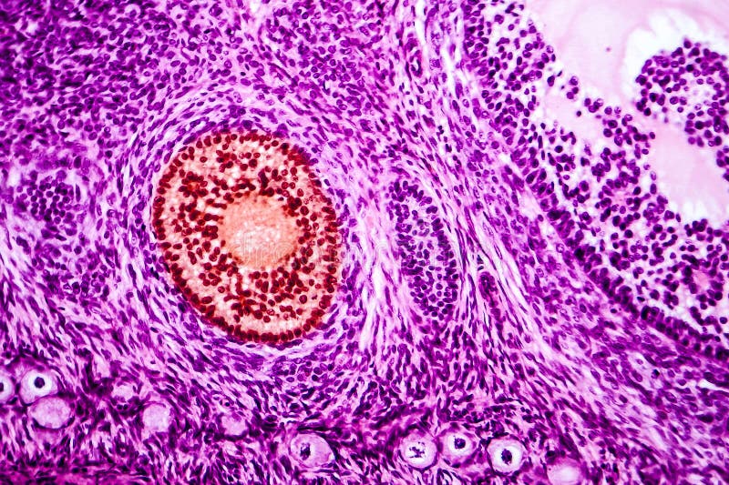 Heller Mikrograph Des Eierstocks Stock Abbildung - Illustration von ...