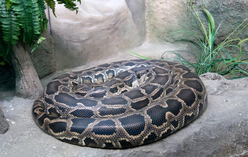 Helles Tigerpython stockbild. Bild von schauen, muster - 30407543