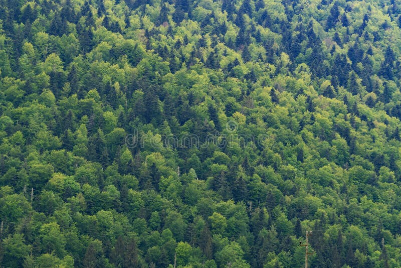 Helling Van Dicht Gemengd Bos Van Groene Naald En Loofbomen Stock ...
