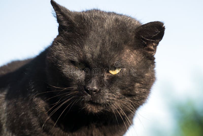 Bandit Cats Stock Photos - Free & Royalty-Free Stock Photos from Dreamstime