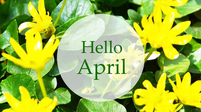 Hello April Greeting Card.White Sakura or Cherry Tree Blossoms on a ...