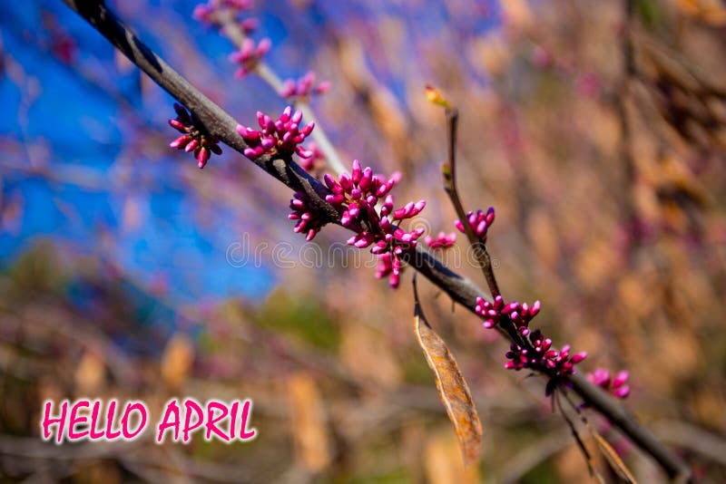 Hello April, Message with Blooming Tree in Spring Stock Image - Image ...
