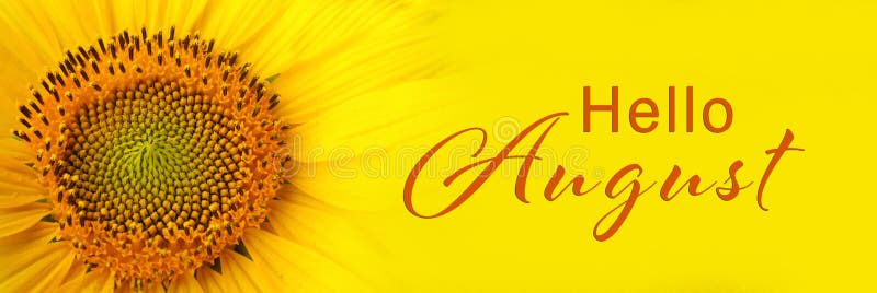 Hello August. Beautiful Bright Sunflower on Yellow Background, Closeup ...