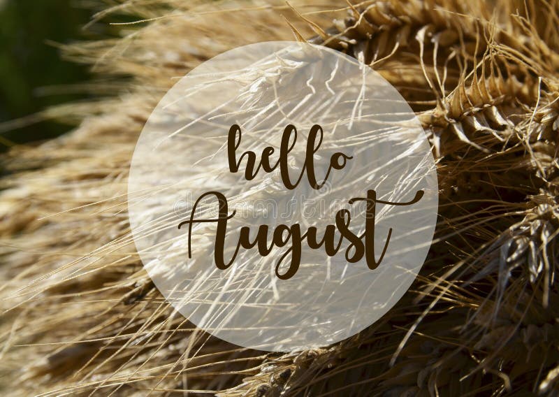 Hello August Greeting on a Ripe Rye Spikelets Background.Summer Harvest ...